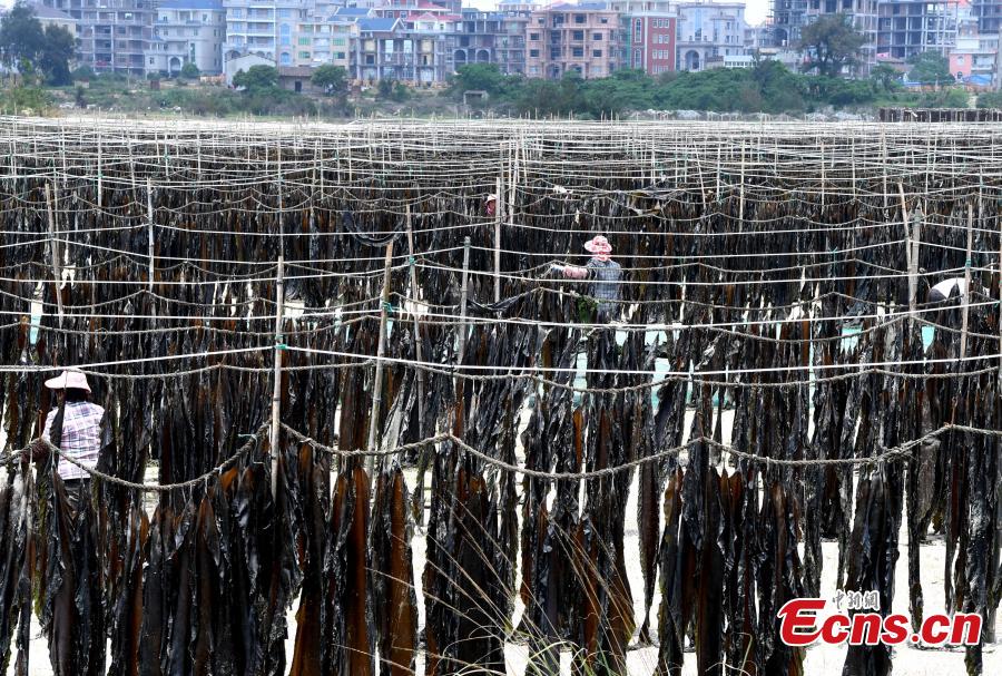 Perfect weather for drying seaweed in Fujian(4/6)