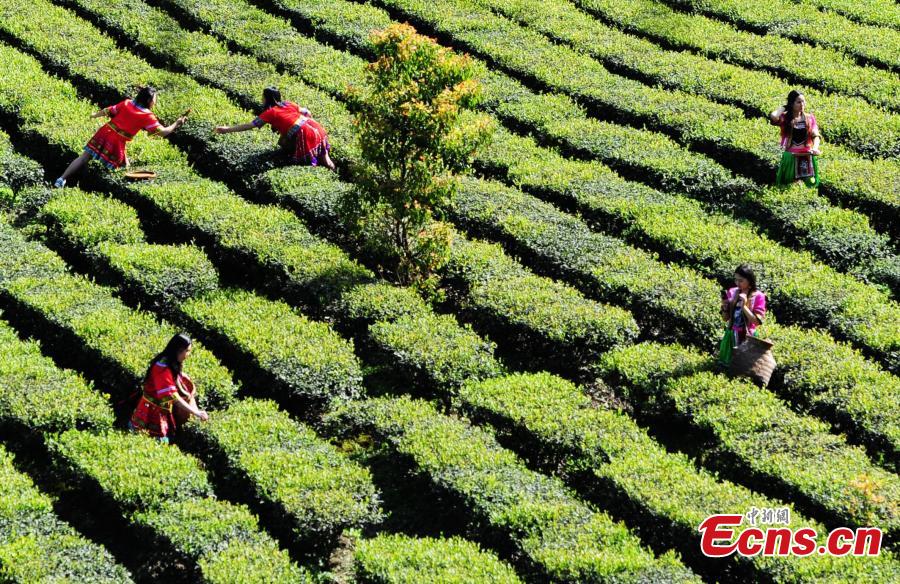 Oolong tea picking starts in southwestern county(1/6)
