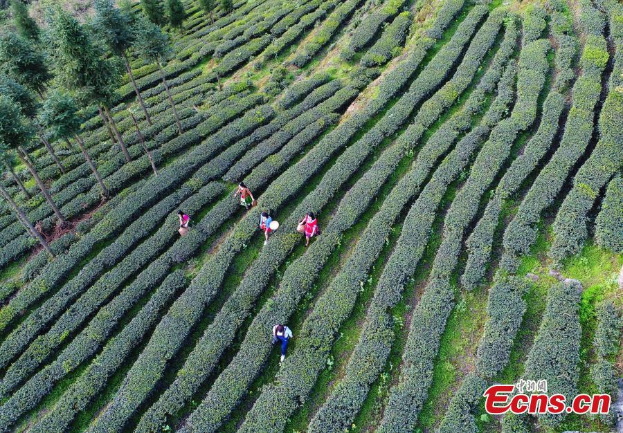 Oolong tea picking starts in southwestern county(1/6)