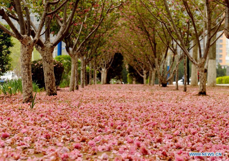 Fallen cherry blossoms carpet NE China's Dalian(1/3)