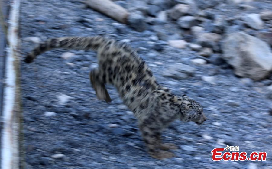 Snow leopard back to nature after recovery(2/4)