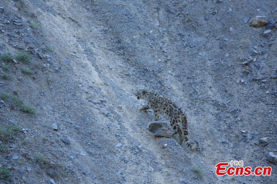 Snow leopard back to nature after recovery(2/4)