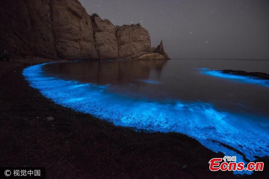 Sea turns fluorescent in Dalian