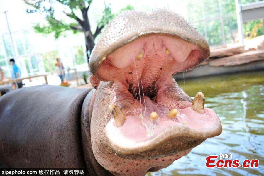 Hippo gets teeth brushed at Qingdao zoo(4/4)