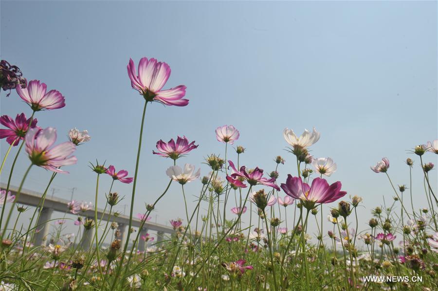 Galsang flowers bloom on river bank(4/6)