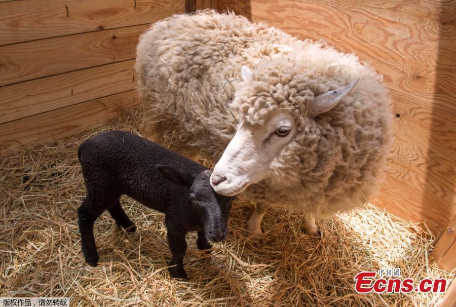 Black sheep born to white mother is new star of zoo in Japan(1/4)