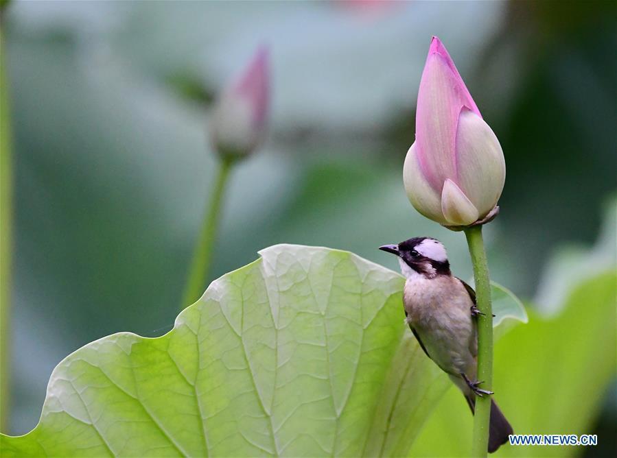 Summer lotus blossoms attract birds(1/8)