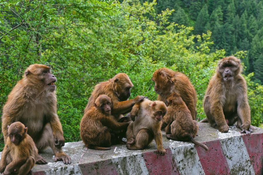 Coming face to face with Tibetan macaques(6/6)