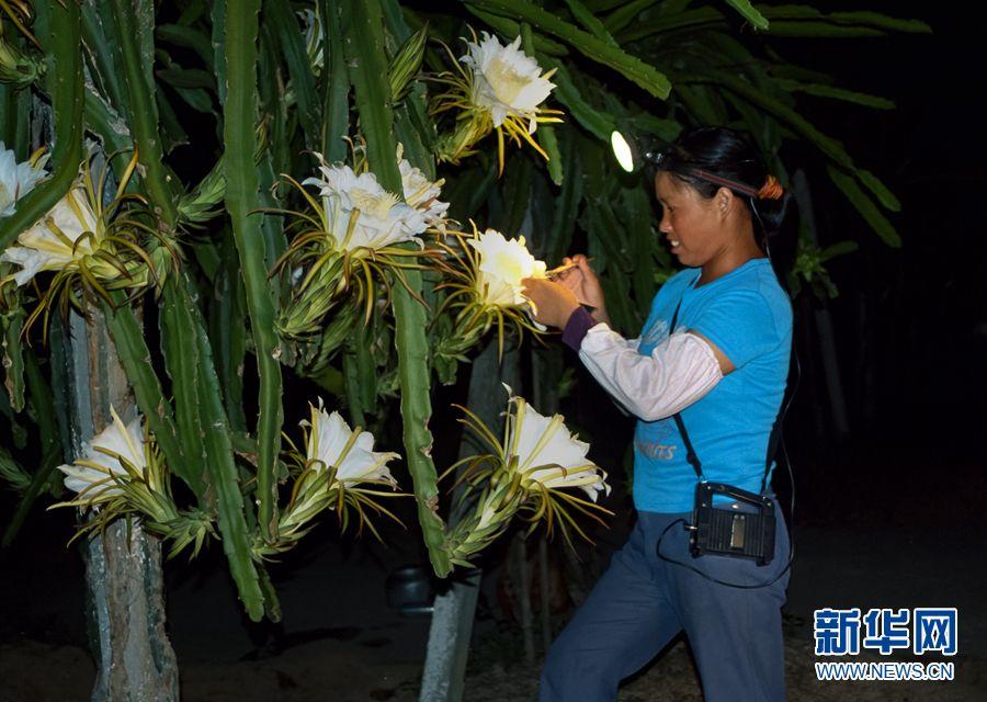 Pitaya flower: blooms for one night, yields delicious fruit(7/7)