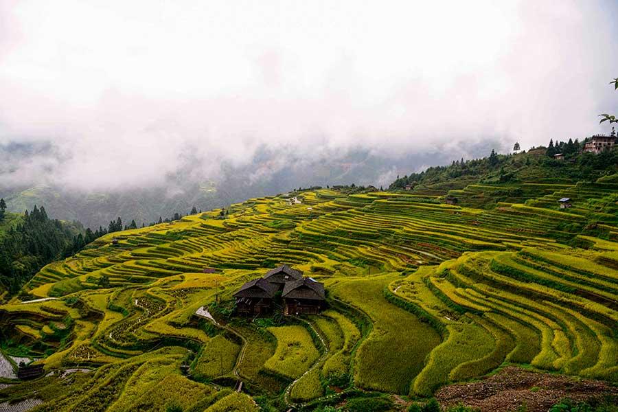 Aerial view of golden Jiabang rice terraces, Guizhou Province (1/5)