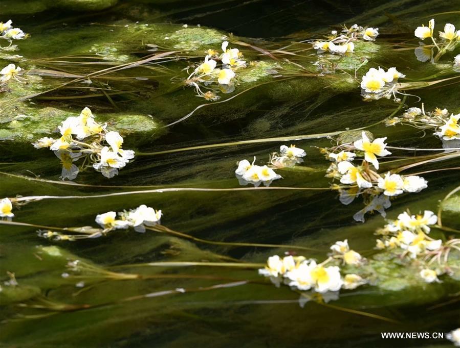 Blooming ottelia acuminata floats on river in Guangxi(3/4)