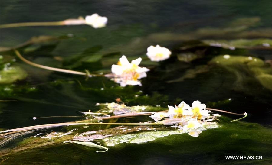 Blooming ottelia acuminata floats on river in Guangxi(1/4)