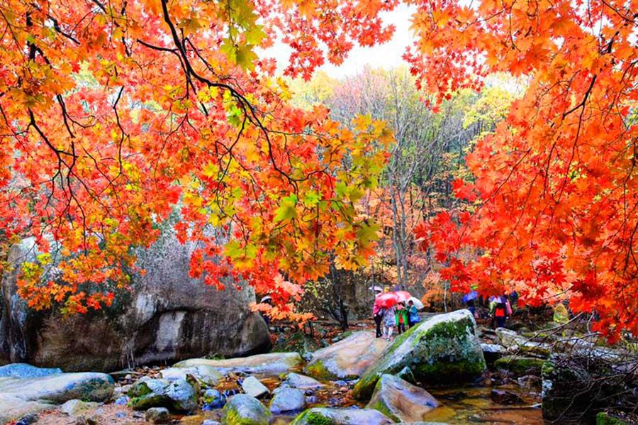 Beautiful maple leaves in Benxi(7/8)