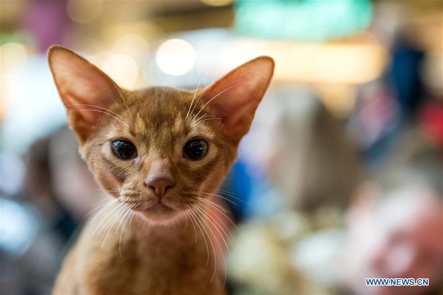 International cat show held in Lithuania(3/9)