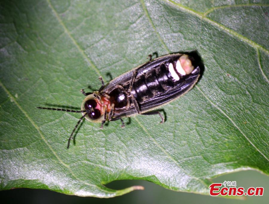 Museum shows recently discovered photos of firefly species(1/3)