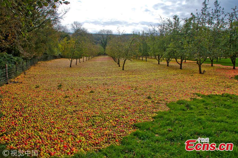 Apples carpet the field in Ireland orchard after storm(1/3)