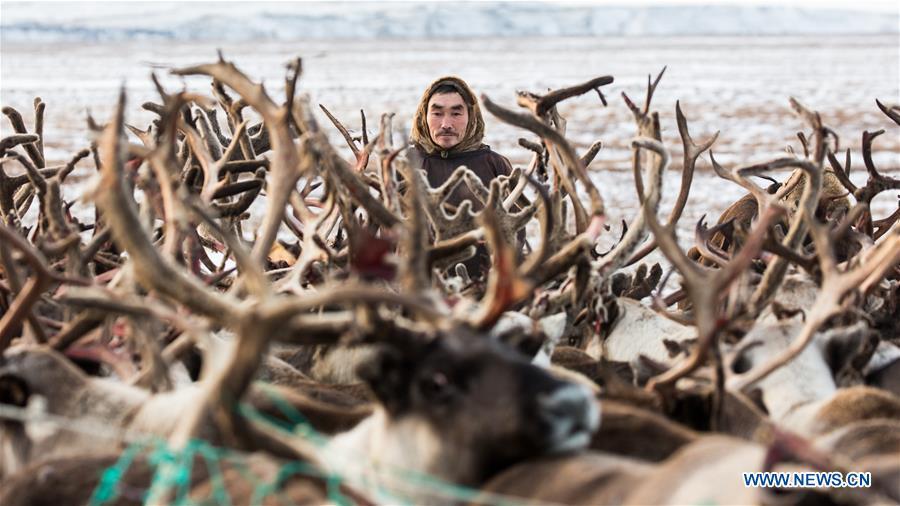 Daily life of Nenets in northern arctic Russia(3/15)