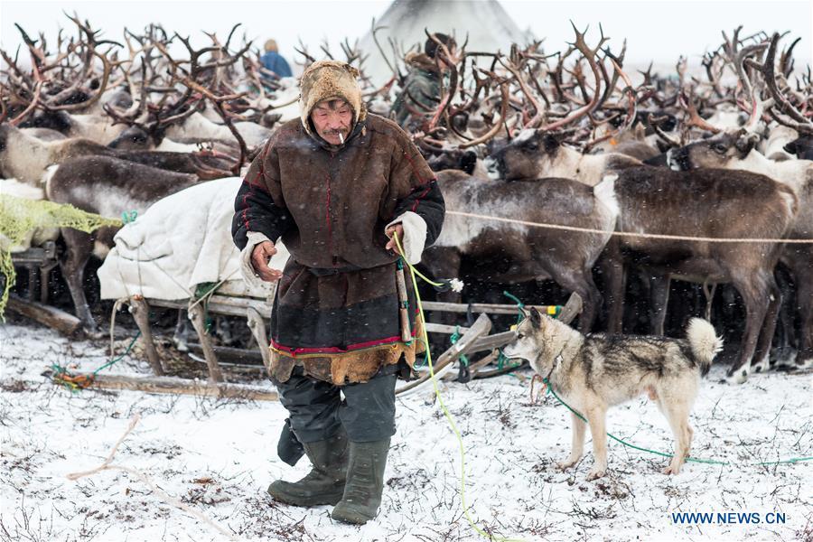 Daily life of Nenets in northern arctic Russia(8/15)