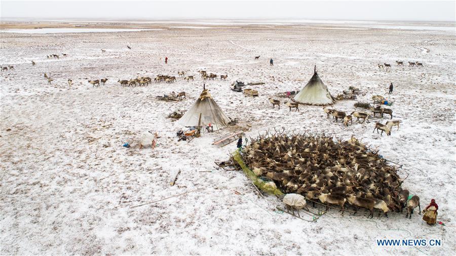Daily life of Nenets in northern arctic Russia(4/15)