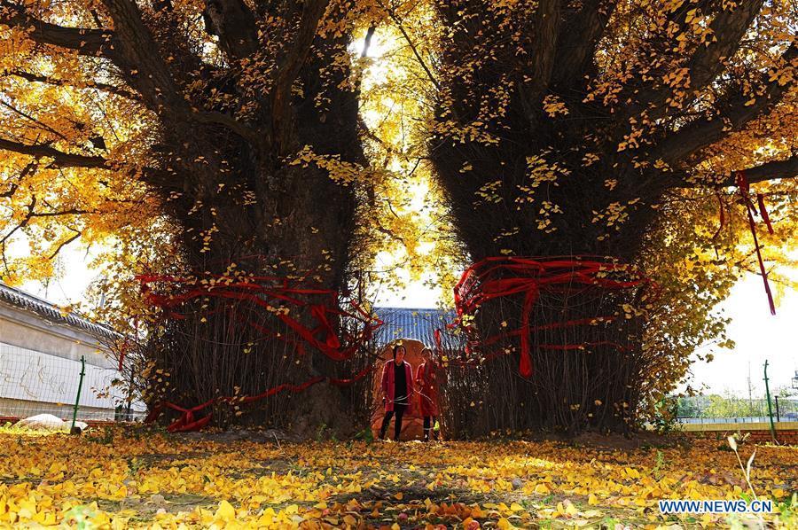 Gingko trees of over 1,300 years seen in E China(4/4)