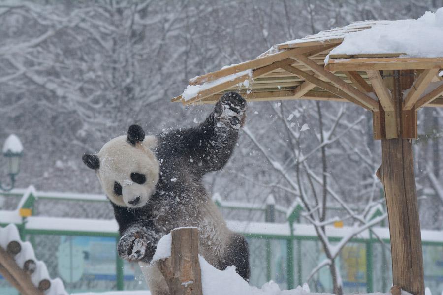 Two giant pandas enjoy first snow of winter(4/9)