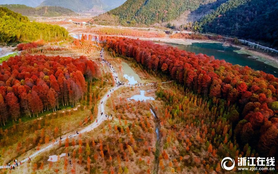 Redwood forest in east China's Linhai(1/4)