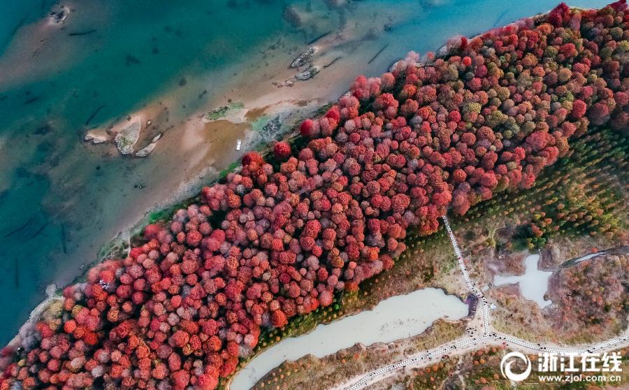 Redwood forest in east China's Linhai(1/4)