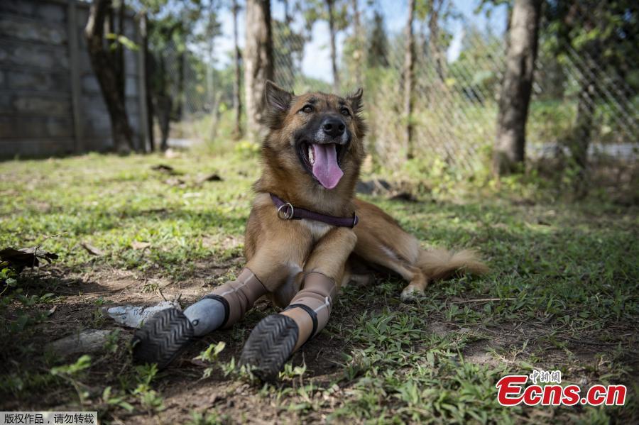 'Blade runner' legs give maimed dog new lease of life(2/4)