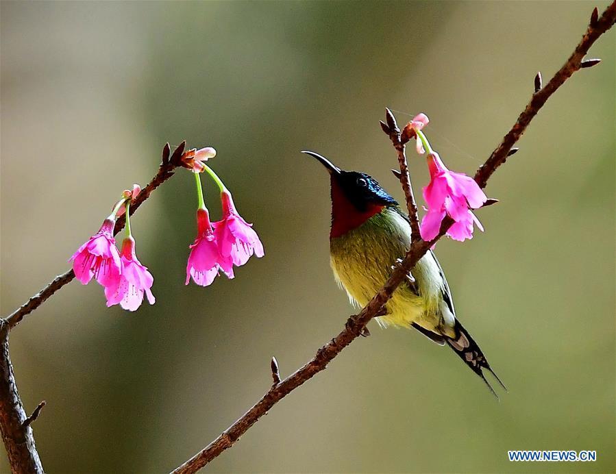 Fork-tailed sunbird gathers honey at Fuzhou National Forest Park, SE ...