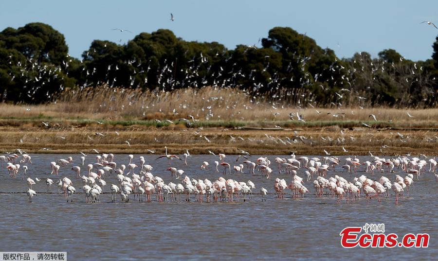 Spectacular: Flamingos search for food in Spain's park