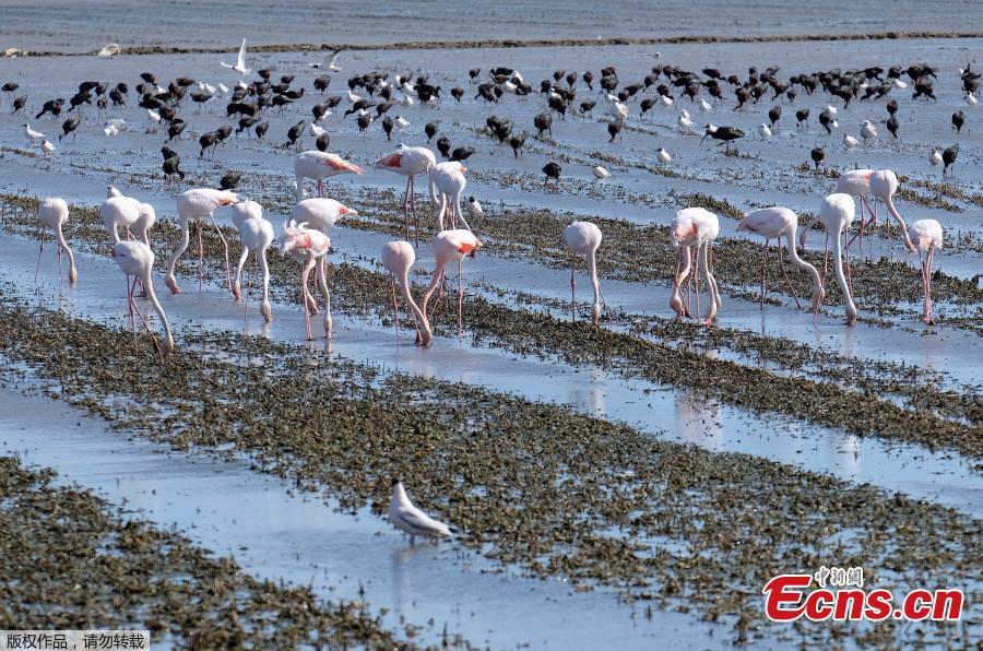 Spectacular: Flamingos search for food in Spain's park