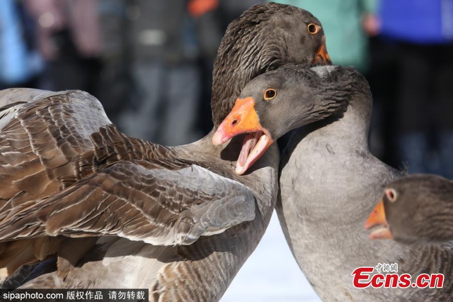 Goose fighting competition kicks off in Russia(4/5)