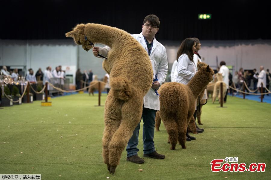 Alpacas in' Supreme Champion' British show (2/5)
