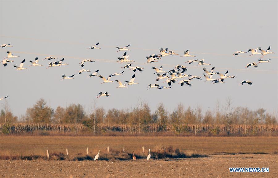 In pics: Siberian cranes migration