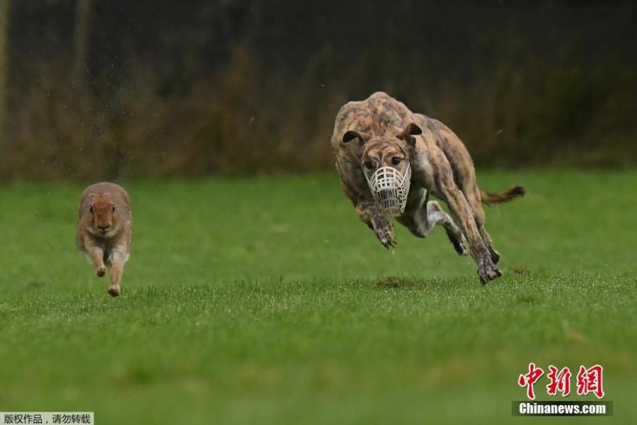 Moments of hare coursing in Ireland