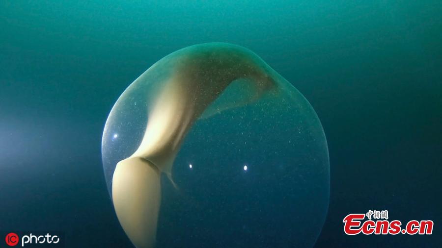 Photo shows rare glimpse of egg sac containing thousands of baby squids