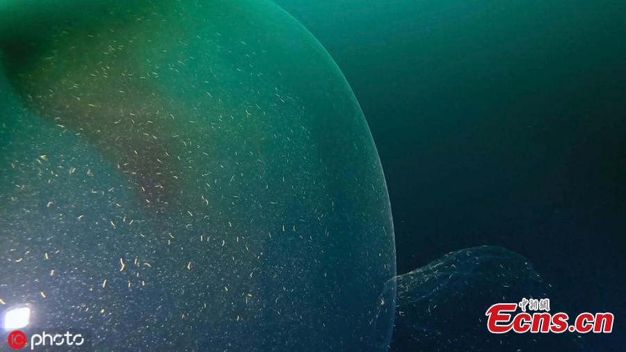 Photo shows rare glimpse of egg sac containing thousands of baby squids