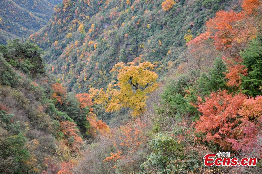 Picturesque view of Bashan Grand Canyon
