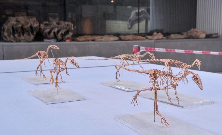 New species of rooster-sized dinosaur identified in China