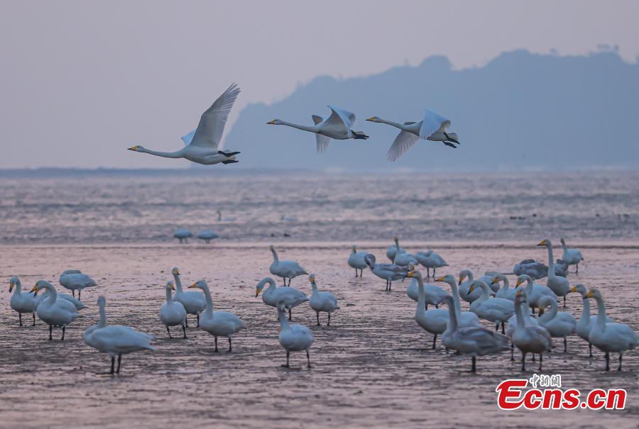 Flocks of whooper swans migrate to Shandong
