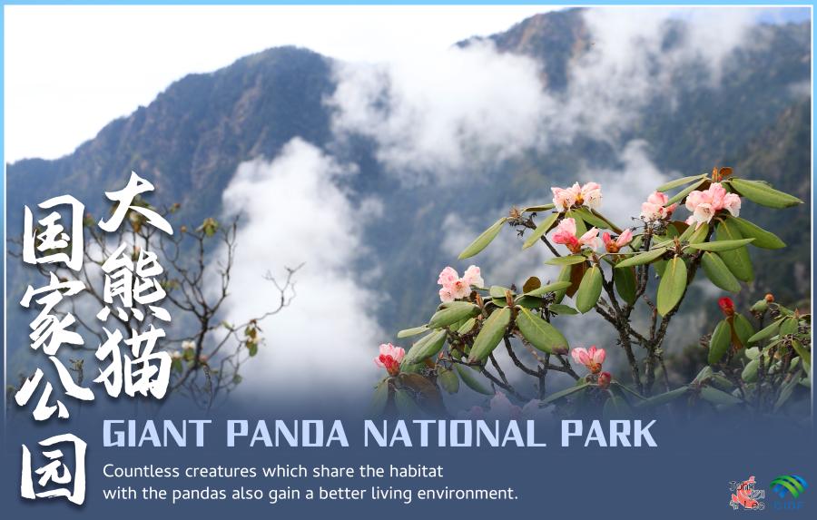 Giant Panda National Park at a glance