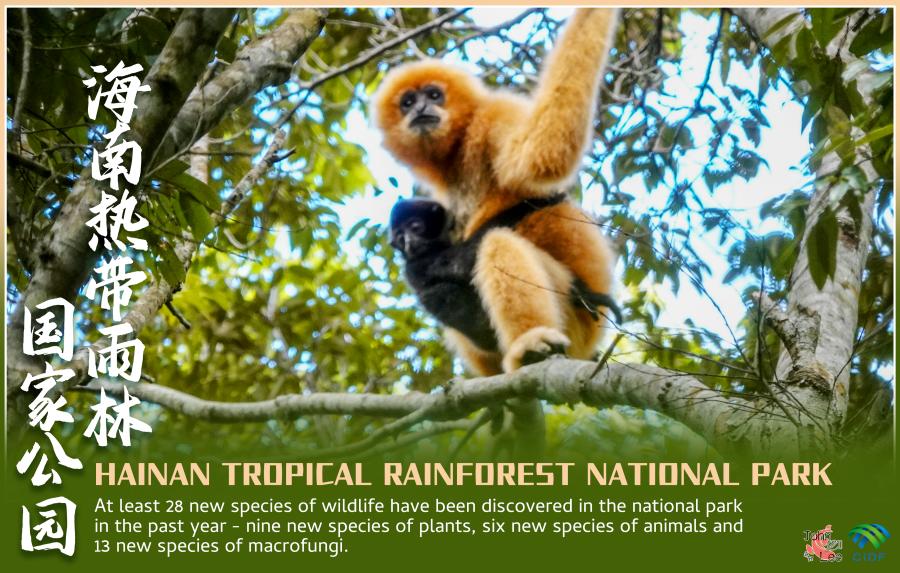 Hainan Tropical Rainforest National Park at a glance
