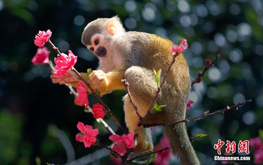 Squirrel Monkeys Eating