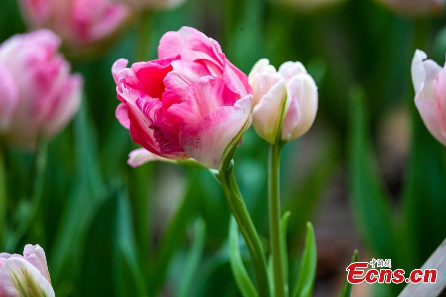 Twin tulips bloom in Nanjing