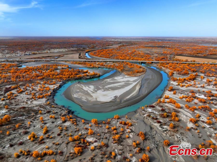 Golden oasis of desert poplar forests along Tarim River in Xinjiang