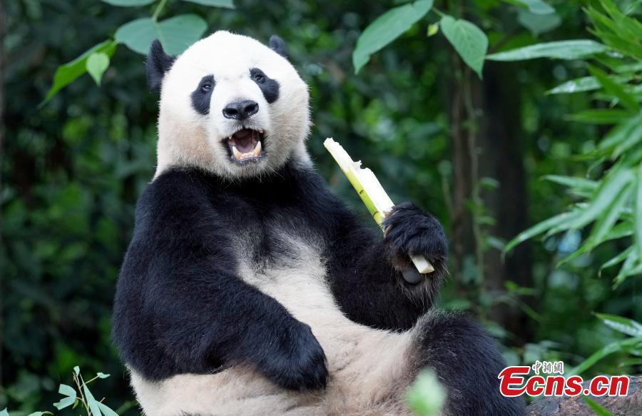 Giant panda Bei Bei enjoys its meal in summer