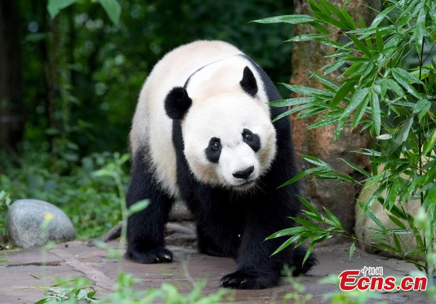 Giant panda Bei Bei enjoys its meal in summer