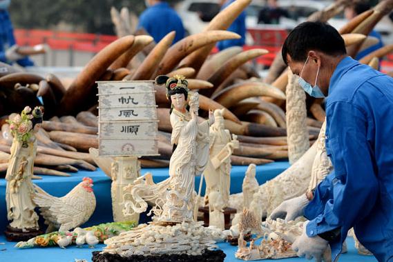 Agencies curtail ivory smuggling - Headlines, features, photo and ...