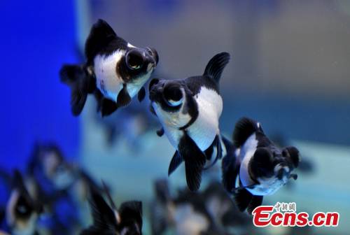 Panda Telescope Goldfish