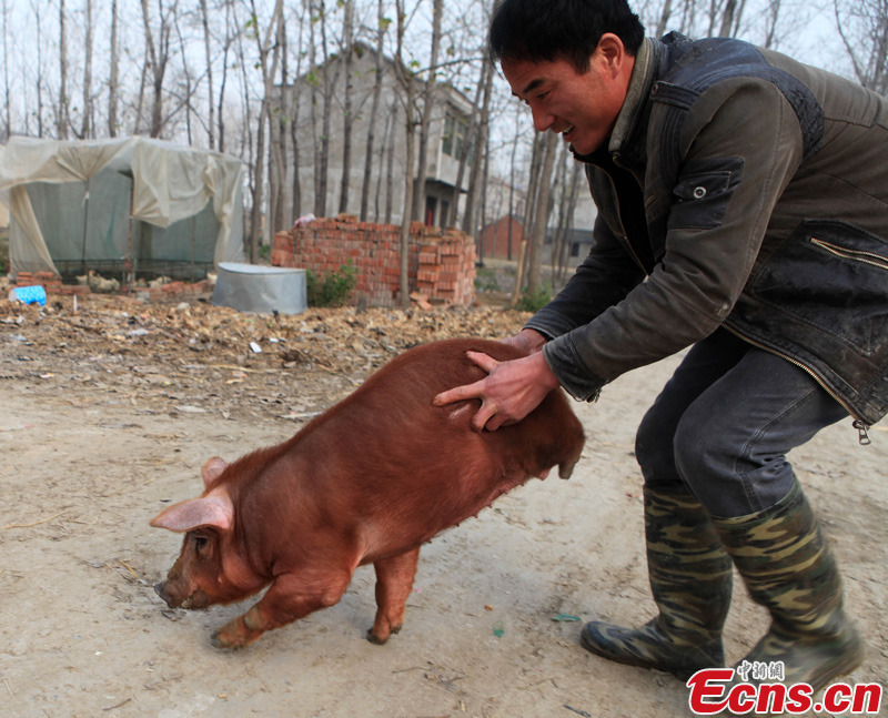 Pig Walking On Two Legs